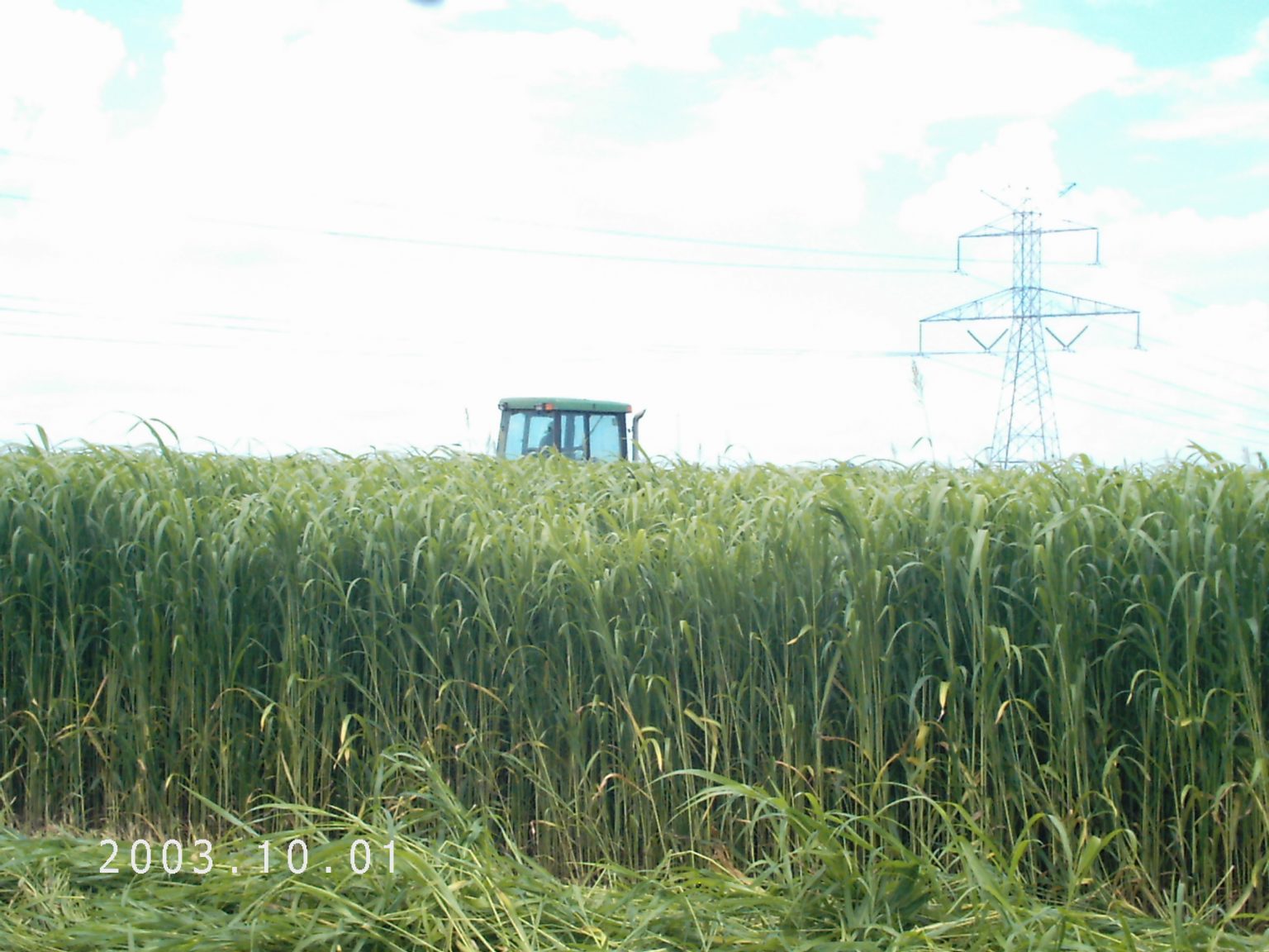 Gotcha Plus Hybrid Sorghum Sudangrass - 50 lb bag | MBS Seed