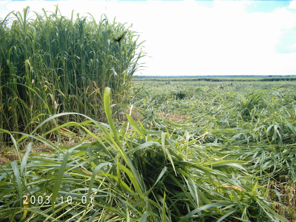 Gotcha Plus Hybrid Sorghum Sudangrass - 50 lb bag | MBS Seed