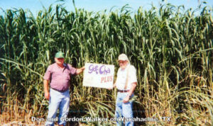 Gotcha Plus Hybrid Sorghum Sudangrass - 50 lb bag | MBS Seed