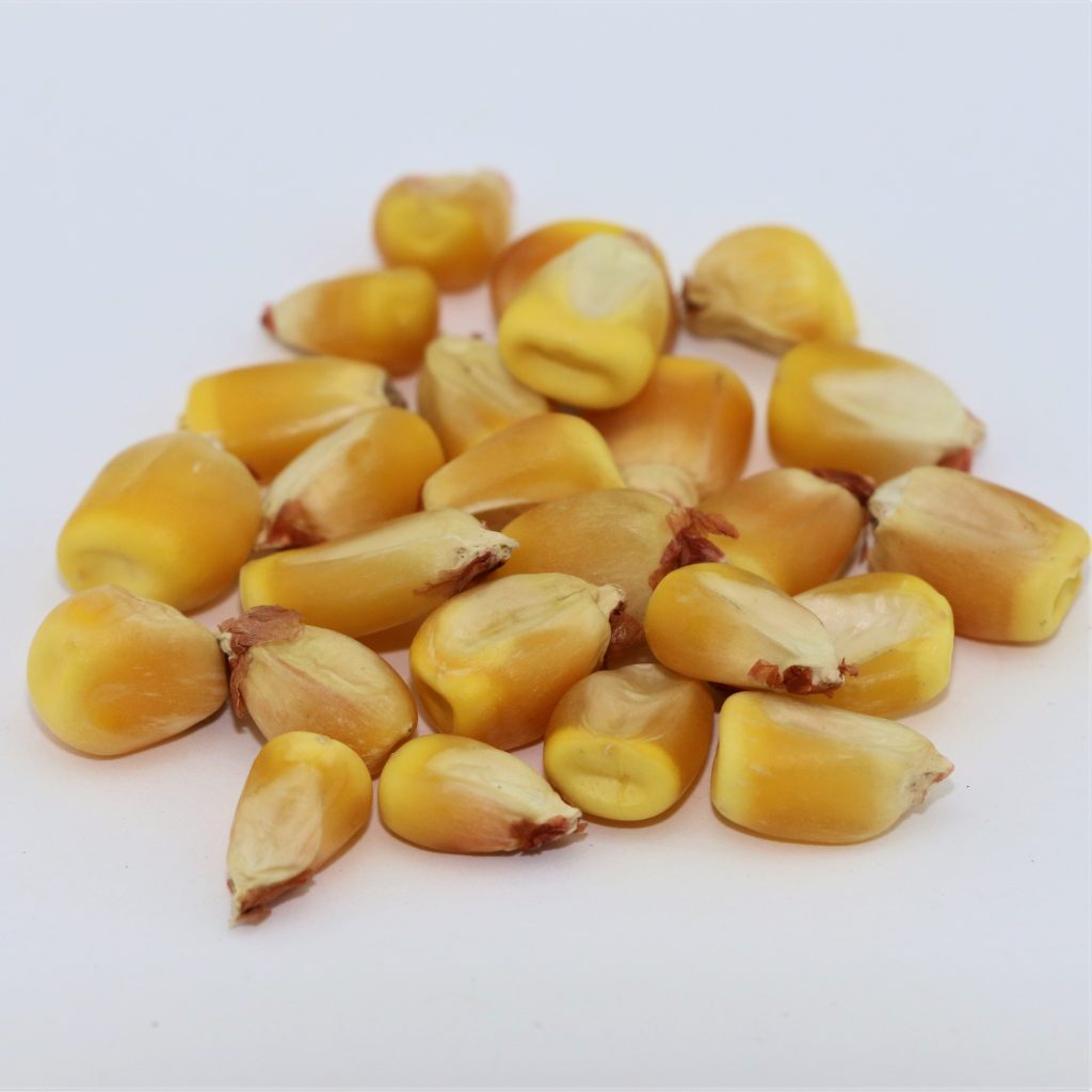 Reid's Yellow Dent Corn Seed - 50 lb bag | MBS Seed