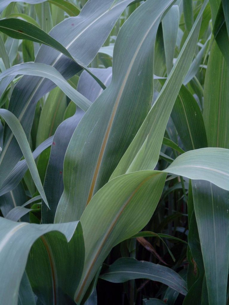 Gotcha Plus BMR Hybrid Sorghum Sudangrass - 50 lb bag | MBS Seed