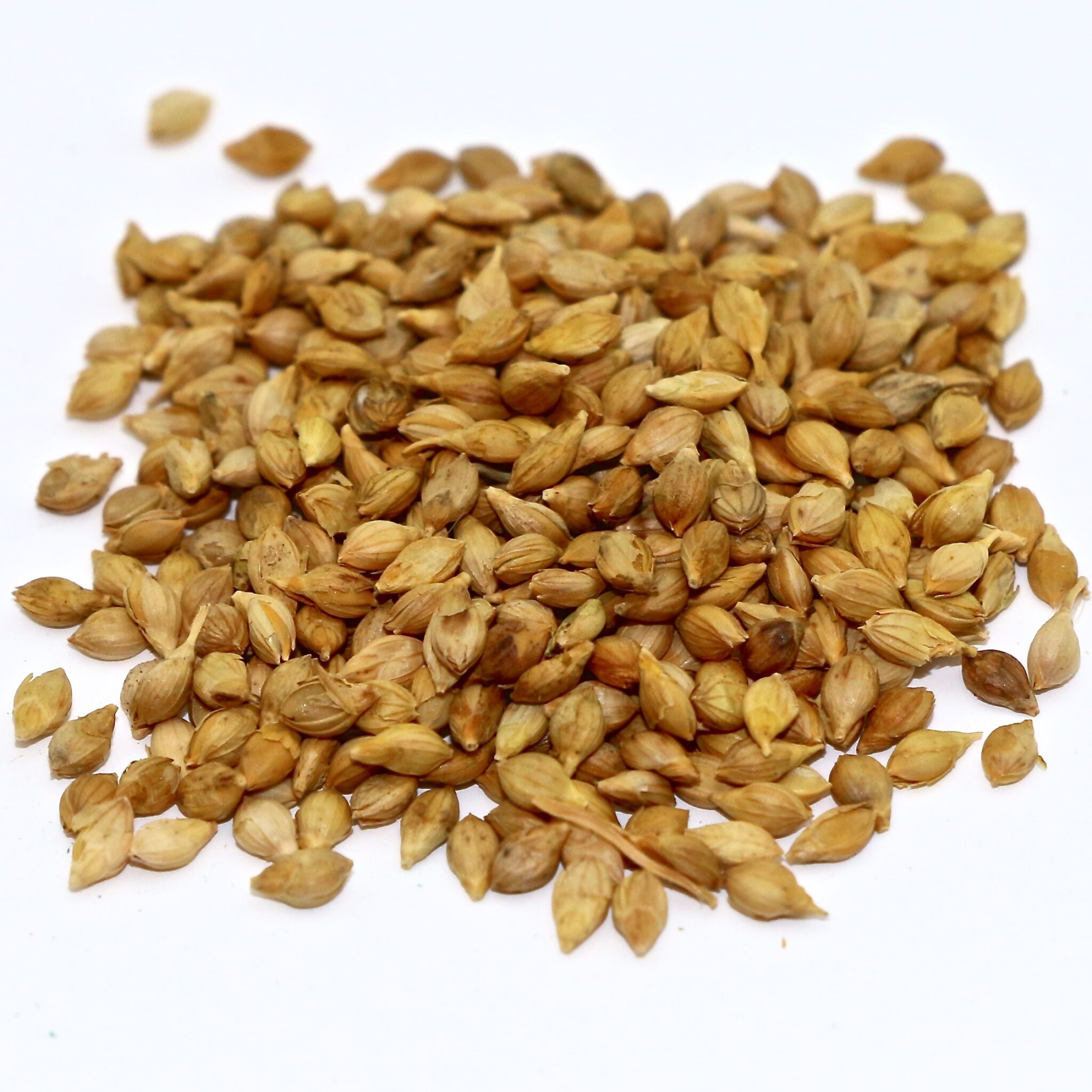 White Proso Millet - 50 lb bag | MBS Seed
