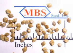 Japanese Millet - 50 lb bag | MBS Seed