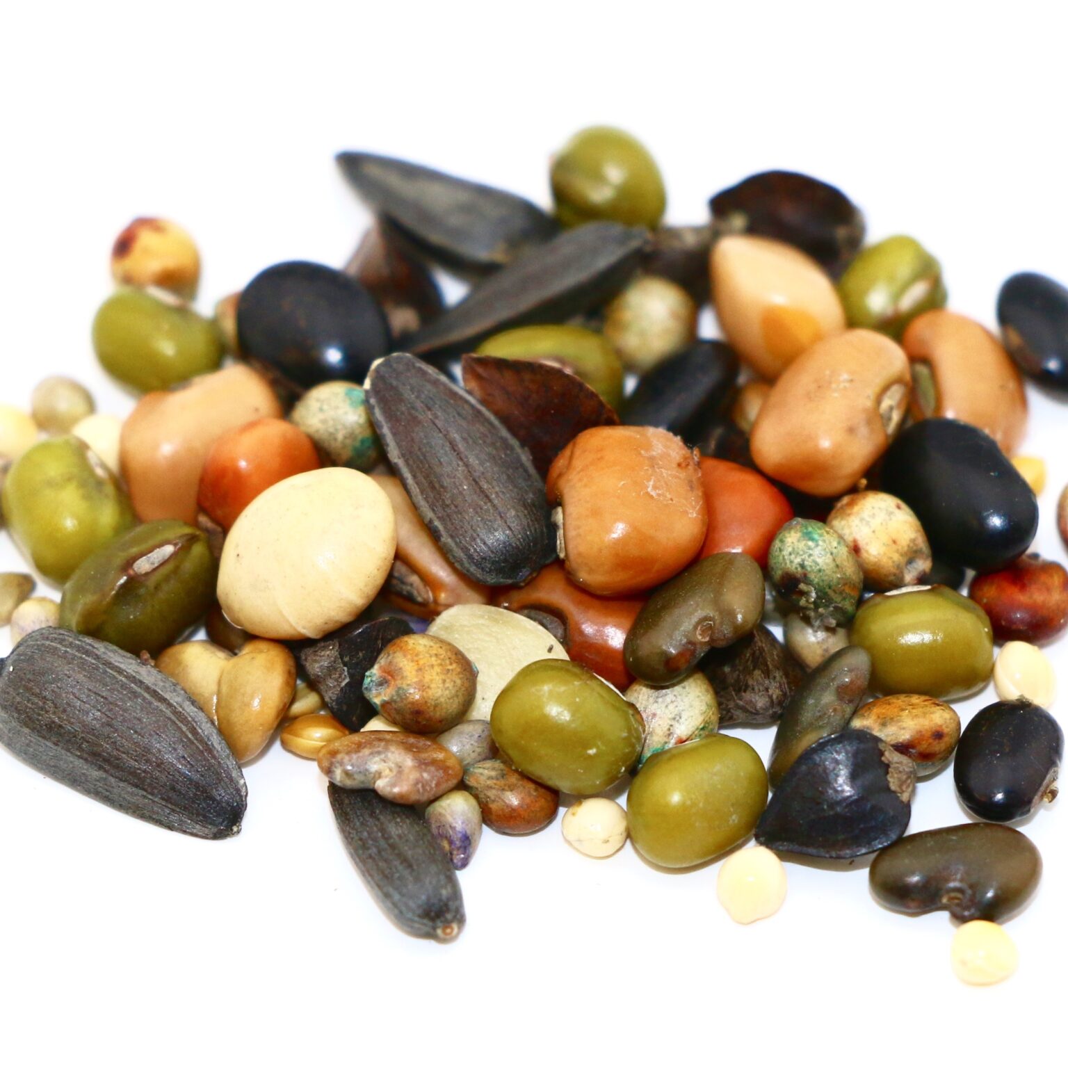 Cover-All Spring Cover Crop Mix - 40 lb bag | MBS Seed