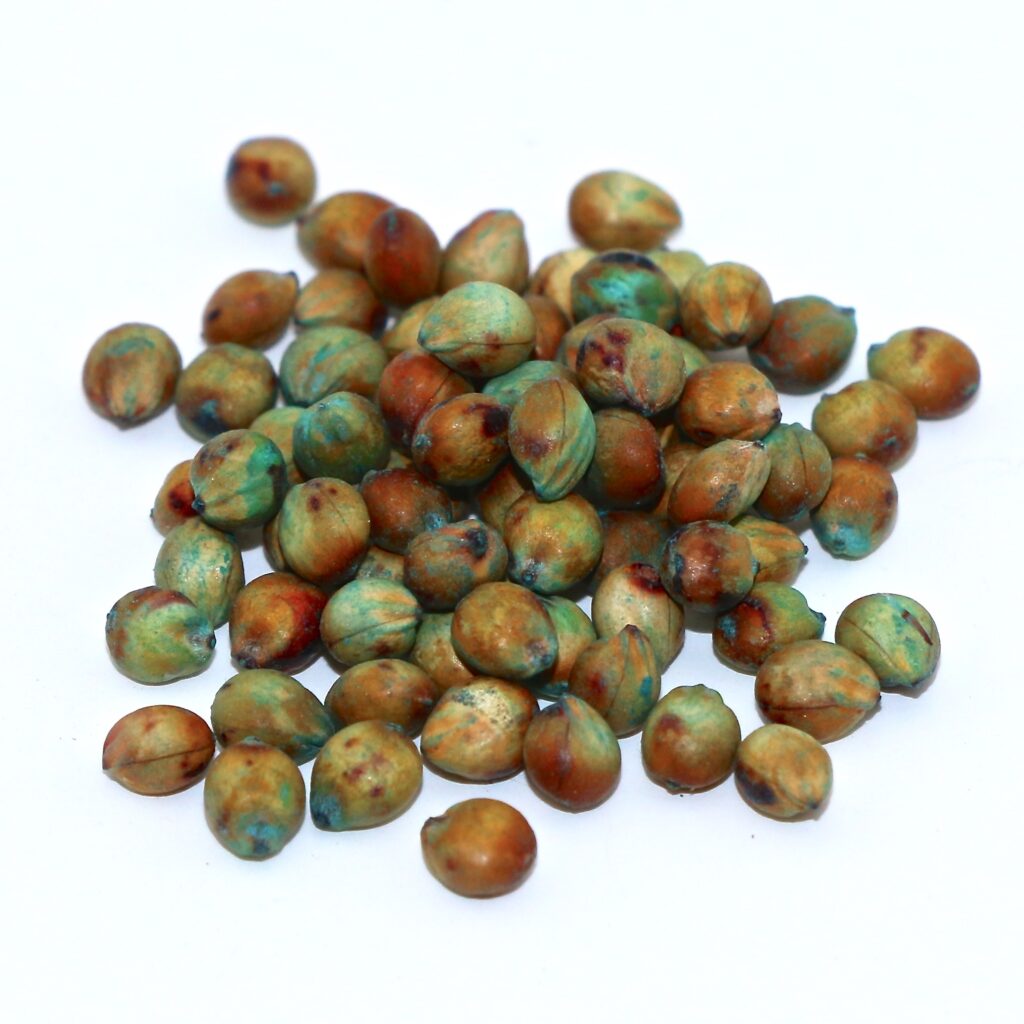 Fastgrass 5 Hybrid Sorghum Sudangrass - 50 lb bag | MBS Seed