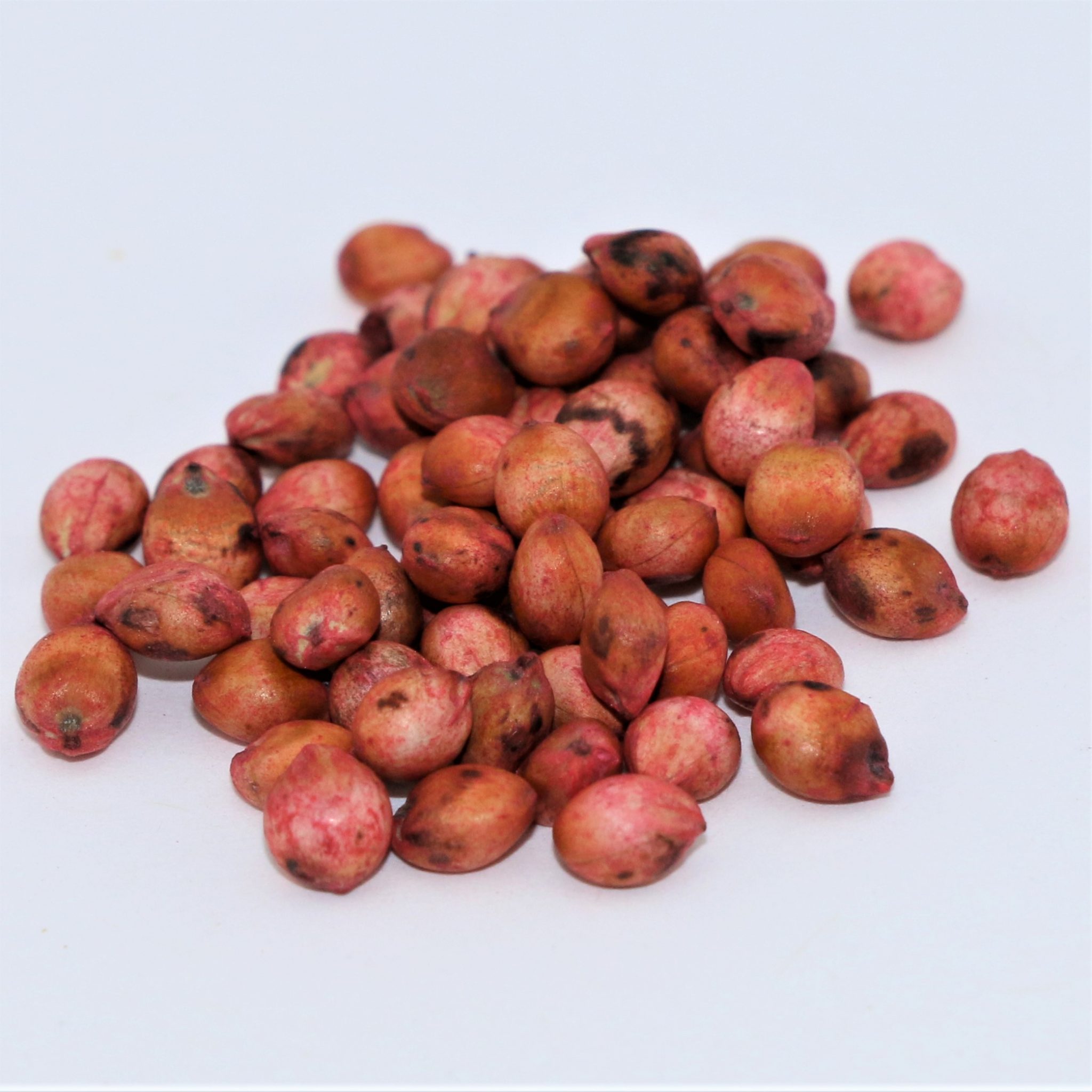 Fastgrass 5 Hybrid Sorghum Sudangrass - 50 lb bag | MBS Seed