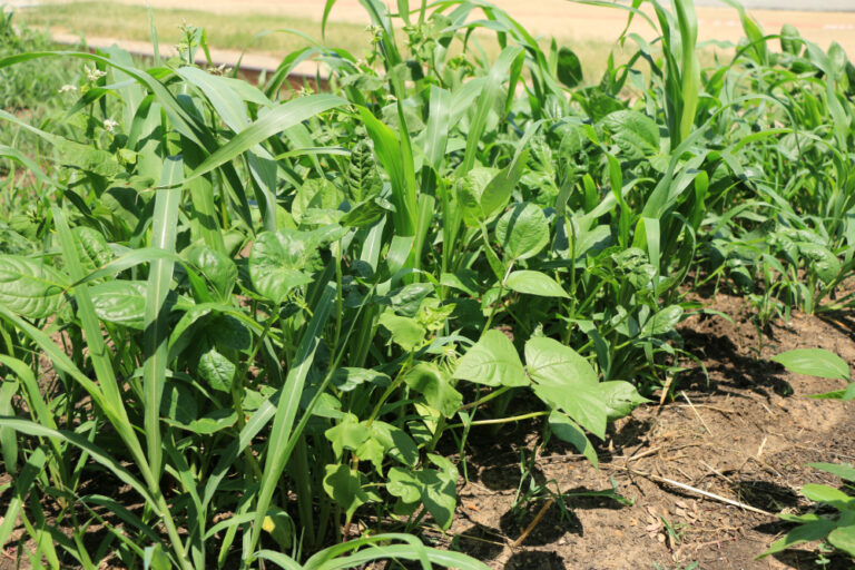 Cover-All Spring Cover Crop Mix - 40 lb bag | MBS Seed