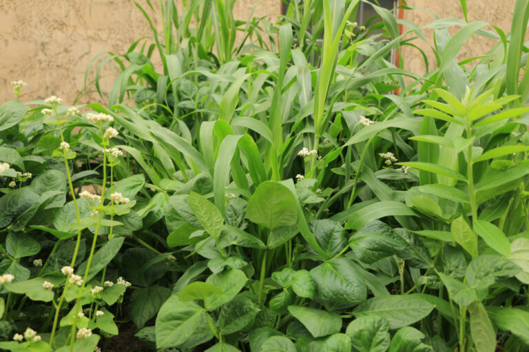 Cover-All Spring Cover Crop Mix - 40 lb bag | MBS Seed