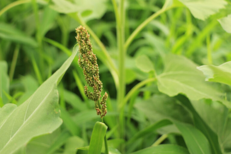 Japanese Millet - 50 lb bag | MBS Seed