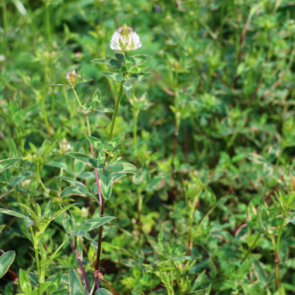 Blackhawk Arrowleaf Clover 50 lb bag | MBS Seed