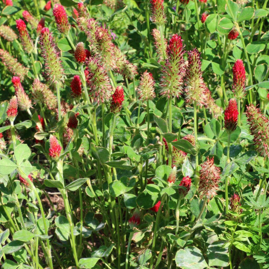 Dixie Crimson Clover Seed - 50 lb bag | MBS Seed