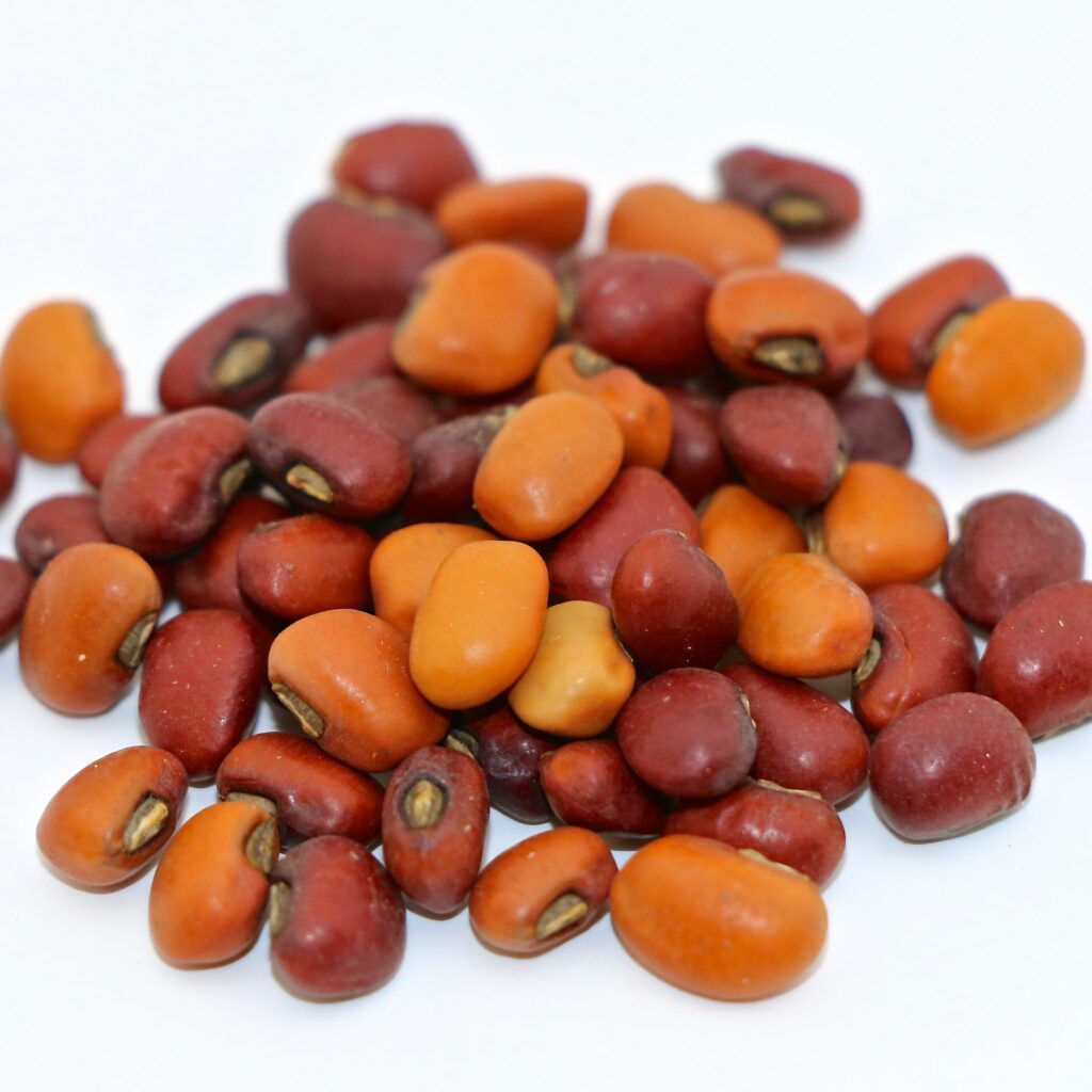 Iron & Clay Mixed Cowpea Seed - 50 lb bag | MBS Seed