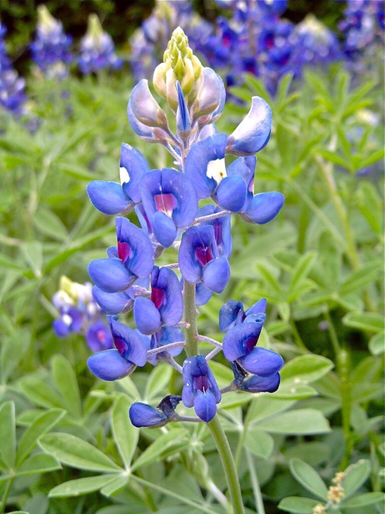 Texas Bluebonnet Seed - 1/2 lb bag | MBS Seed