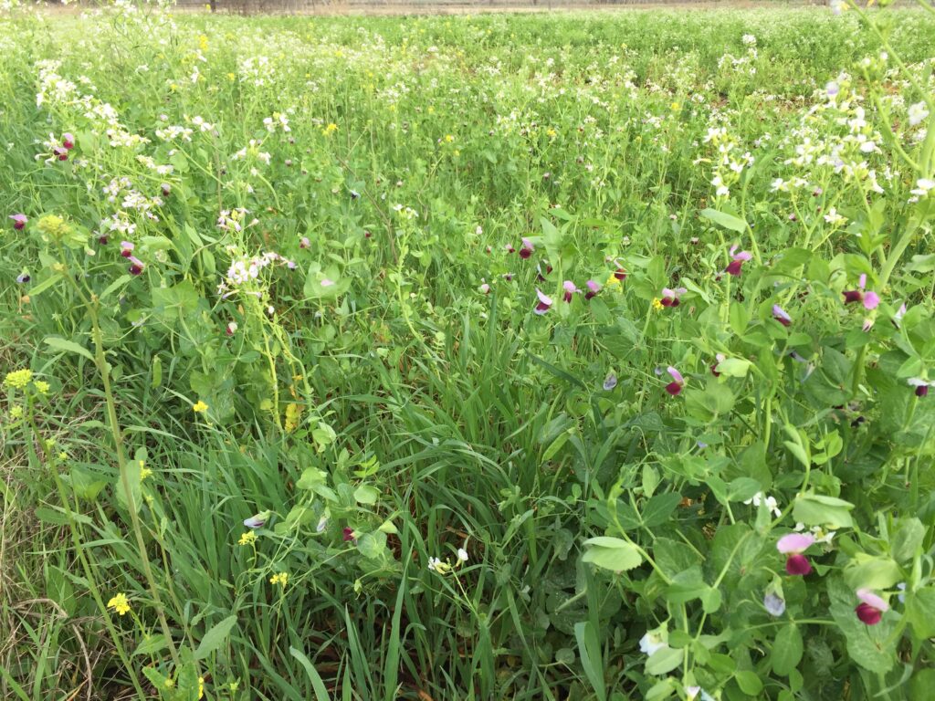Cover-All Fall Cover Crop Mix - 40 lb bag | MBS Seed