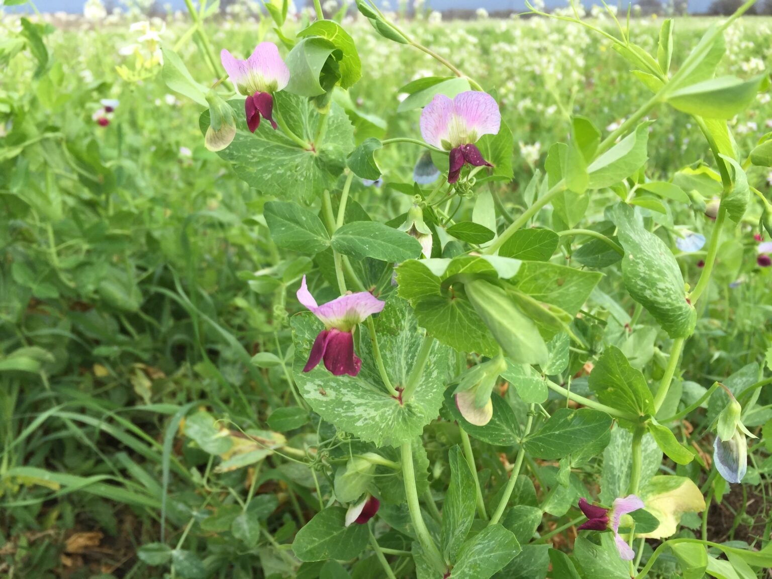 Pre-Inoculated Austrian Winter Field Peas 50 lb bag | MBS Seed