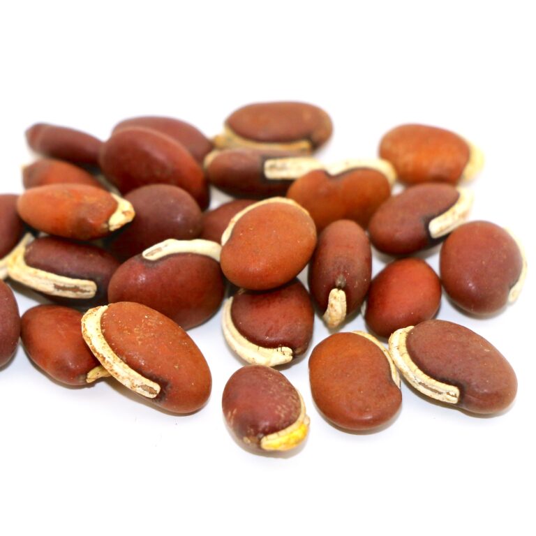 Laredo Soybean Seed - 50 lb bag | MBS Seed