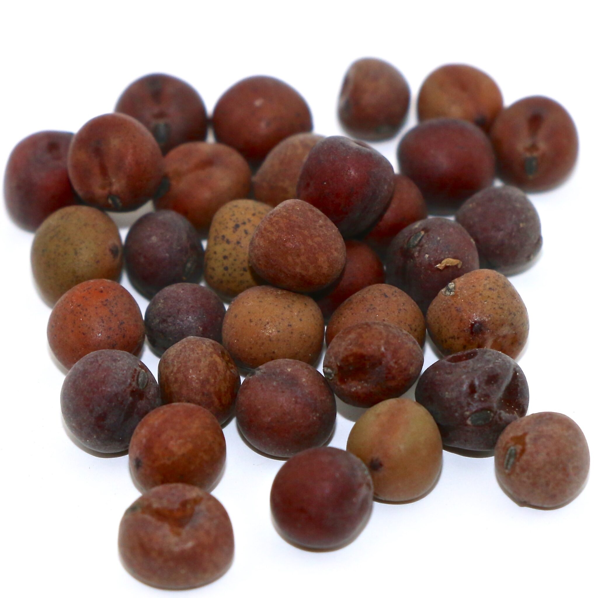 Austrian Winter Field Pea 50 lb bag | MBS Seed