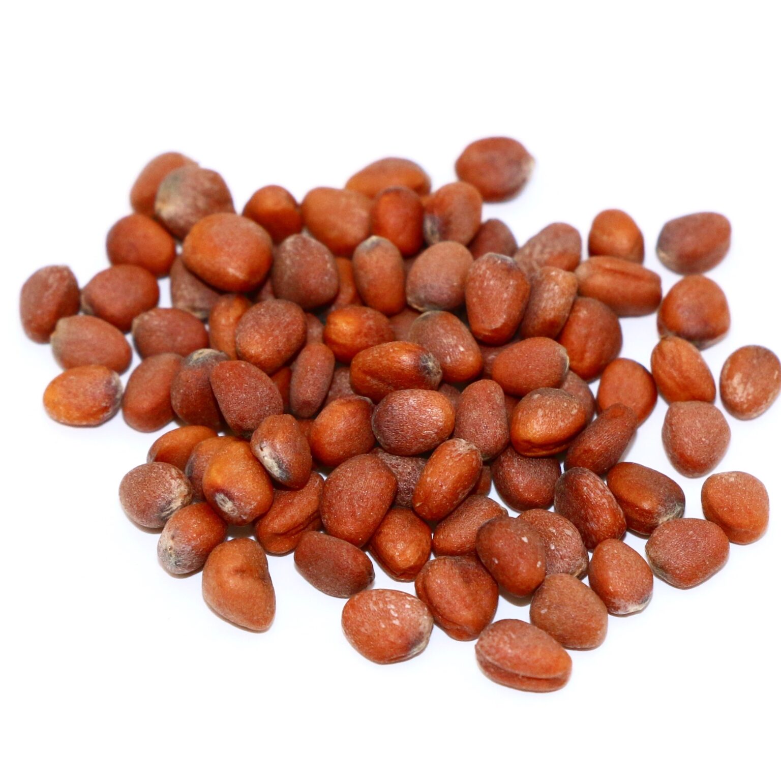 Apache Arrowleaf Clover 50 lb bag | MBS Seed