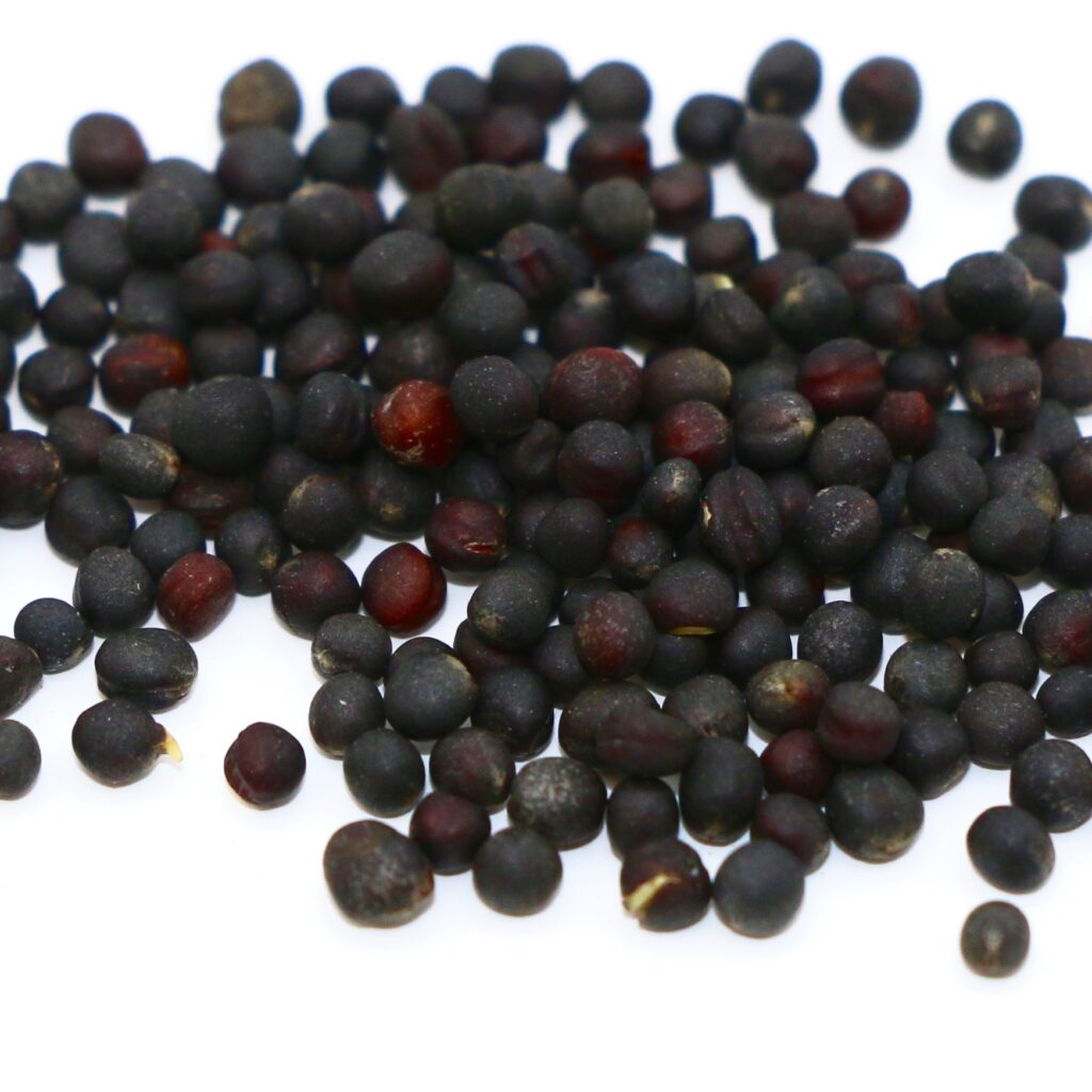 Purple-Top White Globe Turnips 50 lb bag | MBS Seed