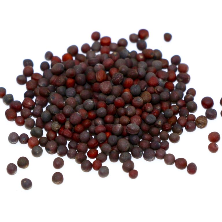 Dwarf Essex Rapeseed 50 lb bag | MBS Seed