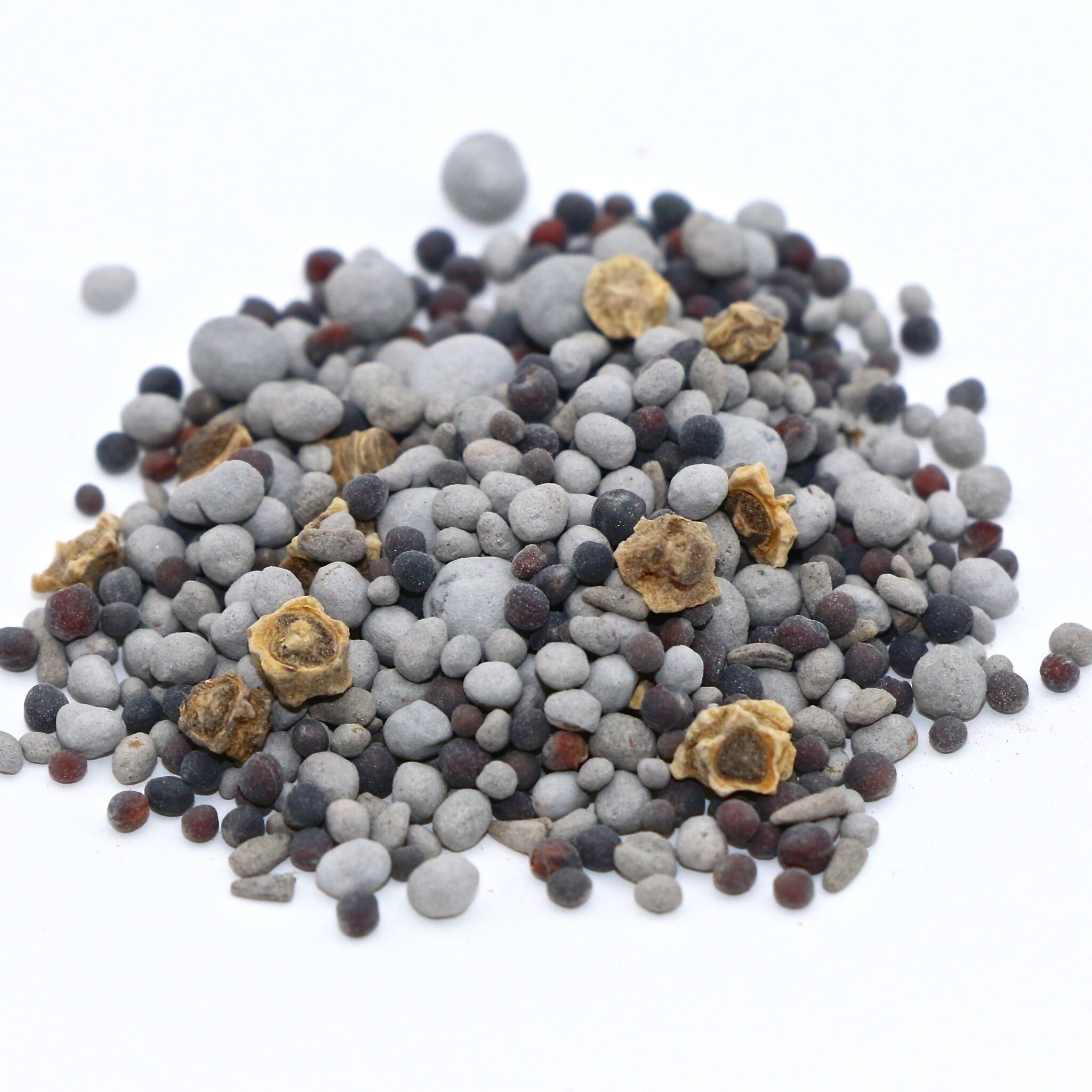 Pre-Inoculated Hairy Vetch 50 lb bag | MBS Seed