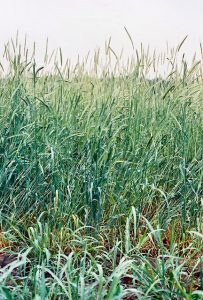 Elbon Rye Seed - 50 lb bag | MBS Seed