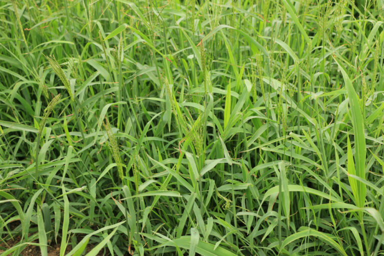 Red River Crabgrass Seed - 50 lb bag | MBS Seed