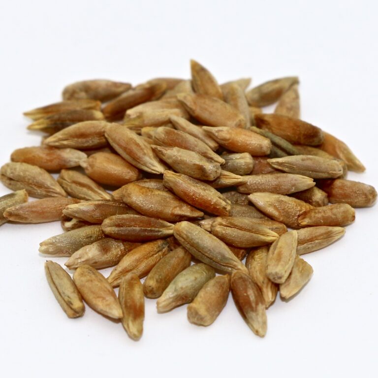 Elbon Rye Seed - 50 lb bag | MBS Seed