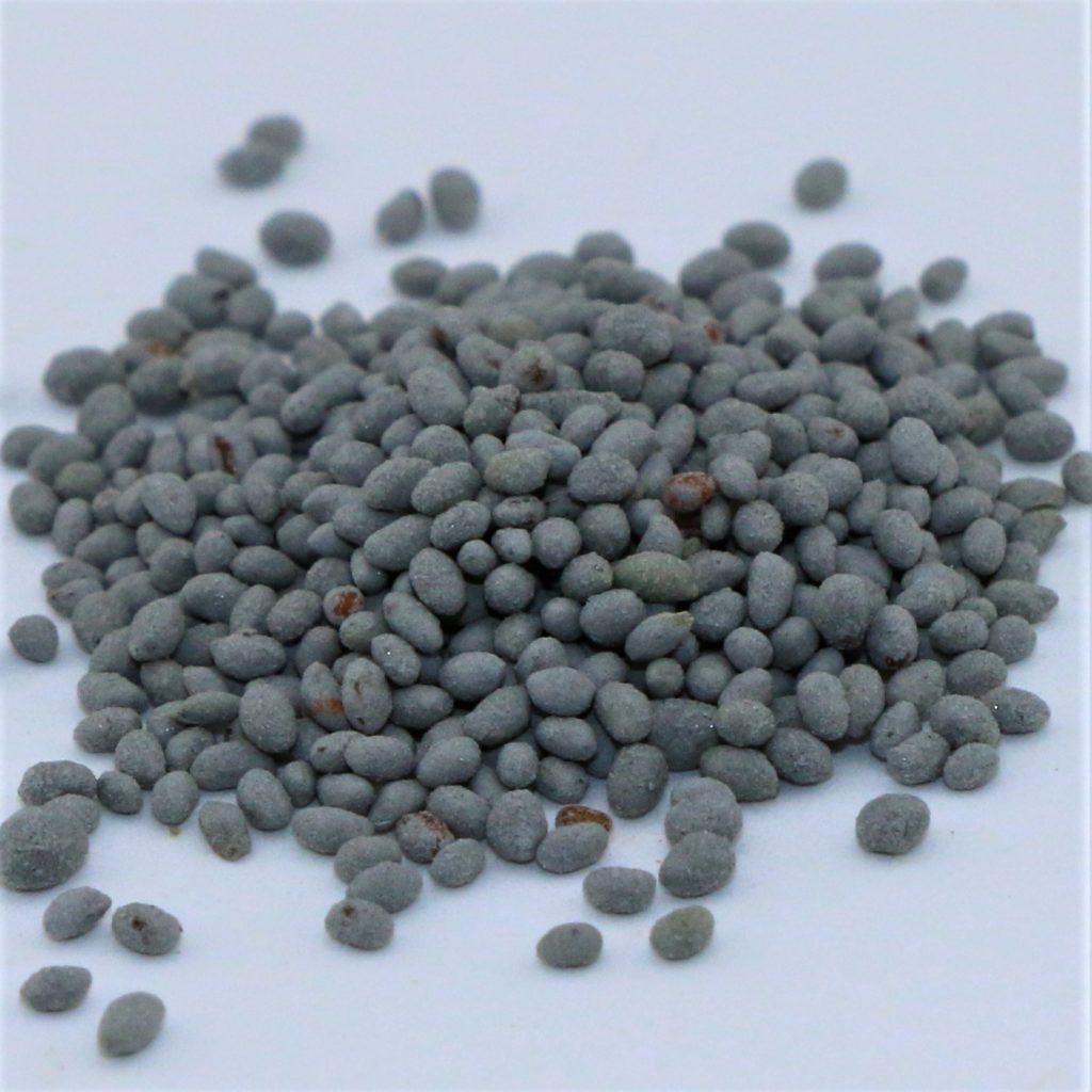 Teff Grass - 50 lb bag | MBS Seed