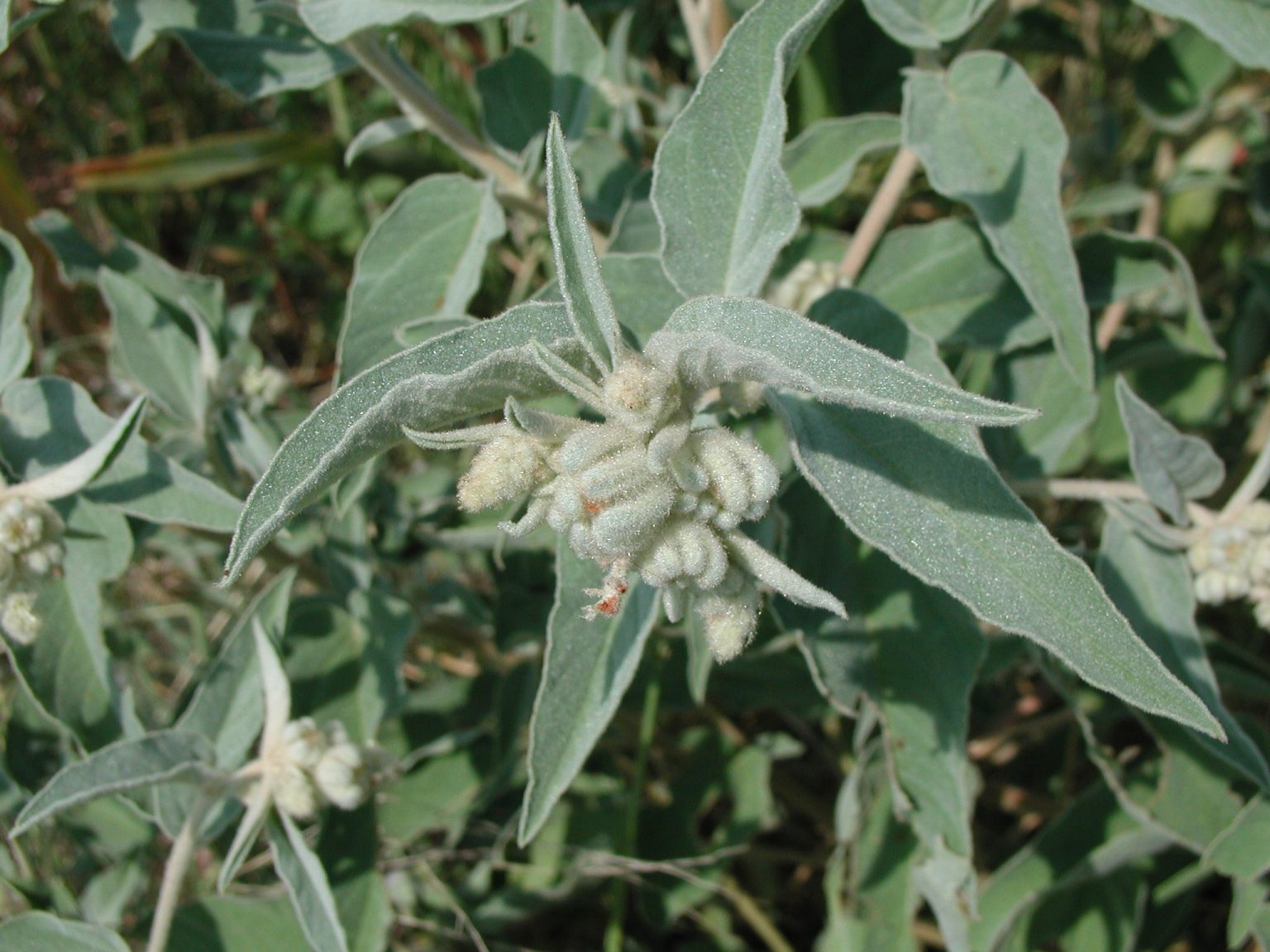 Woolly Croton - per lb | MBS Seed