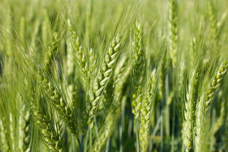 Soft Red Winter Wheat Grain - 50 lb bag | MBS Seed