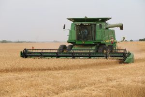 Soft Red Winter Wheat Grain - 50 lb bag | MBS Seed