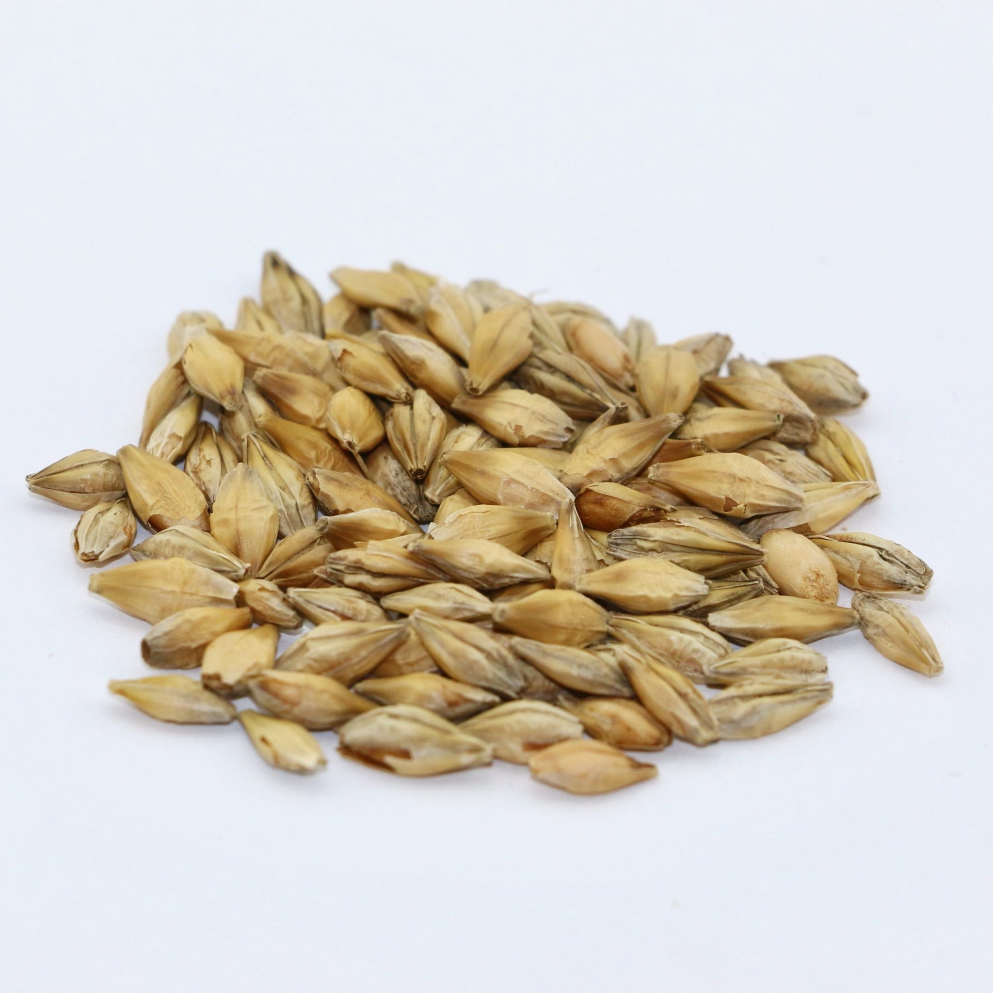 Soft Red Winter Wheat Grain - 50 lb bag | MBS Seed
