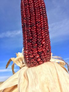 Bloody Butcher Corn Grain - 50 lb bag | MBS Seed