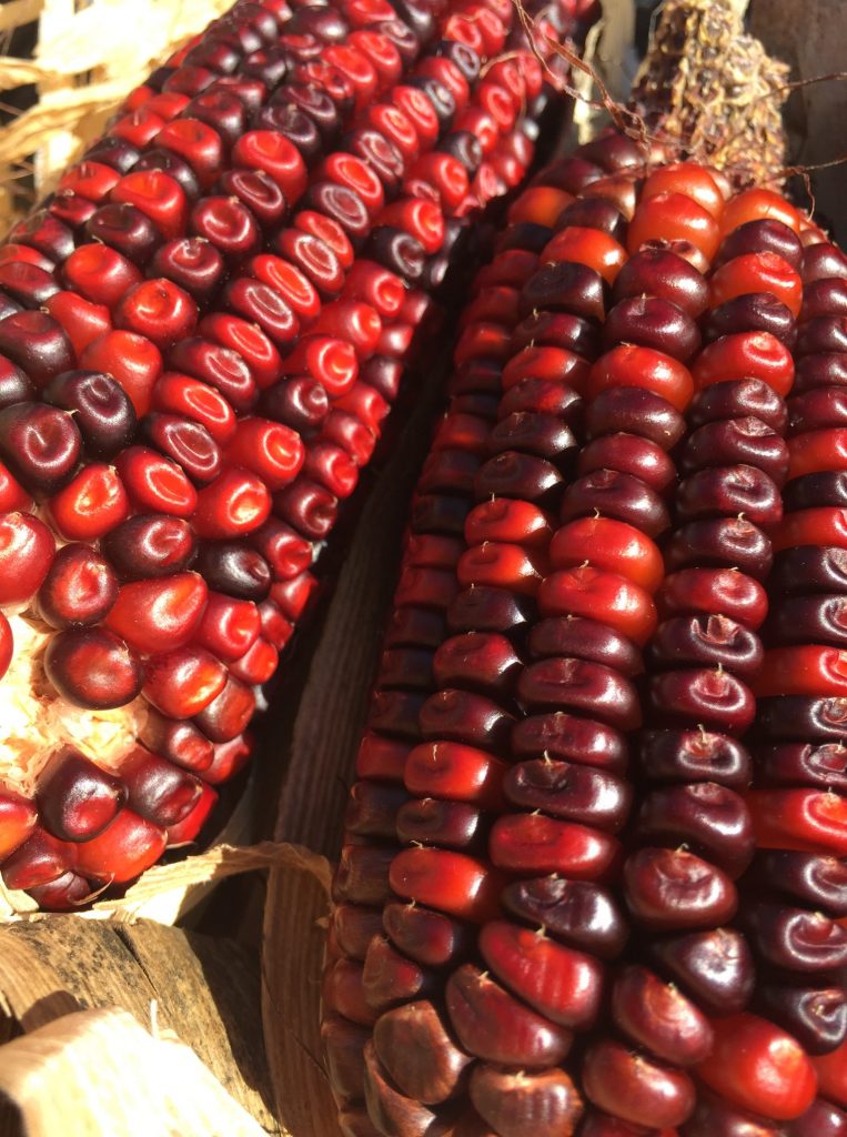 Bloody Butcher Corn Grain - 50 lb bag | MBS Seed