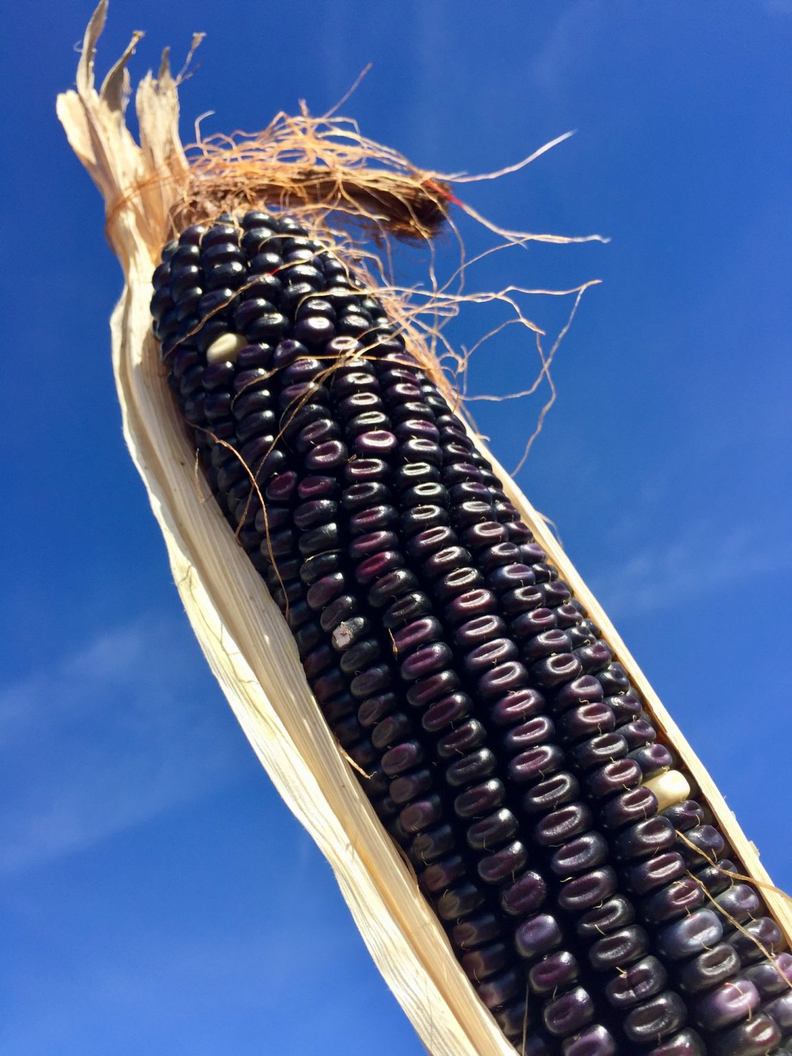 Blue Corn Grain - 50 lb bag | MBS Seed