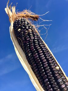 Blue Corn Grain - 50 lb bag | MBS Seed