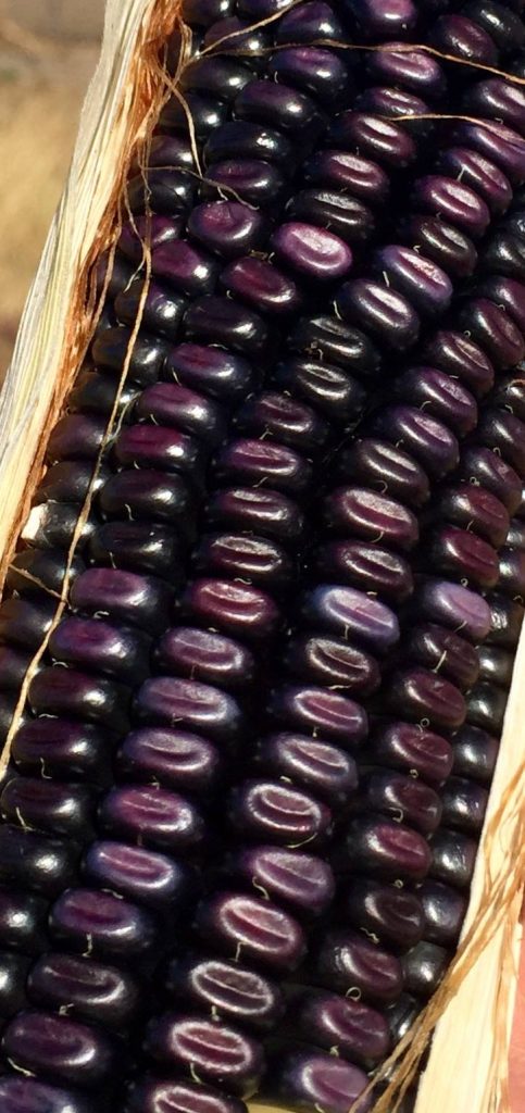 Blue Corn Grain - 50 lb bag | MBS Seed