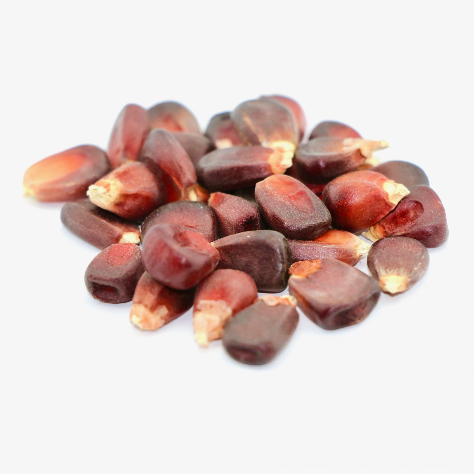 White Corn Grain - 50 lb bag | MBS Seed