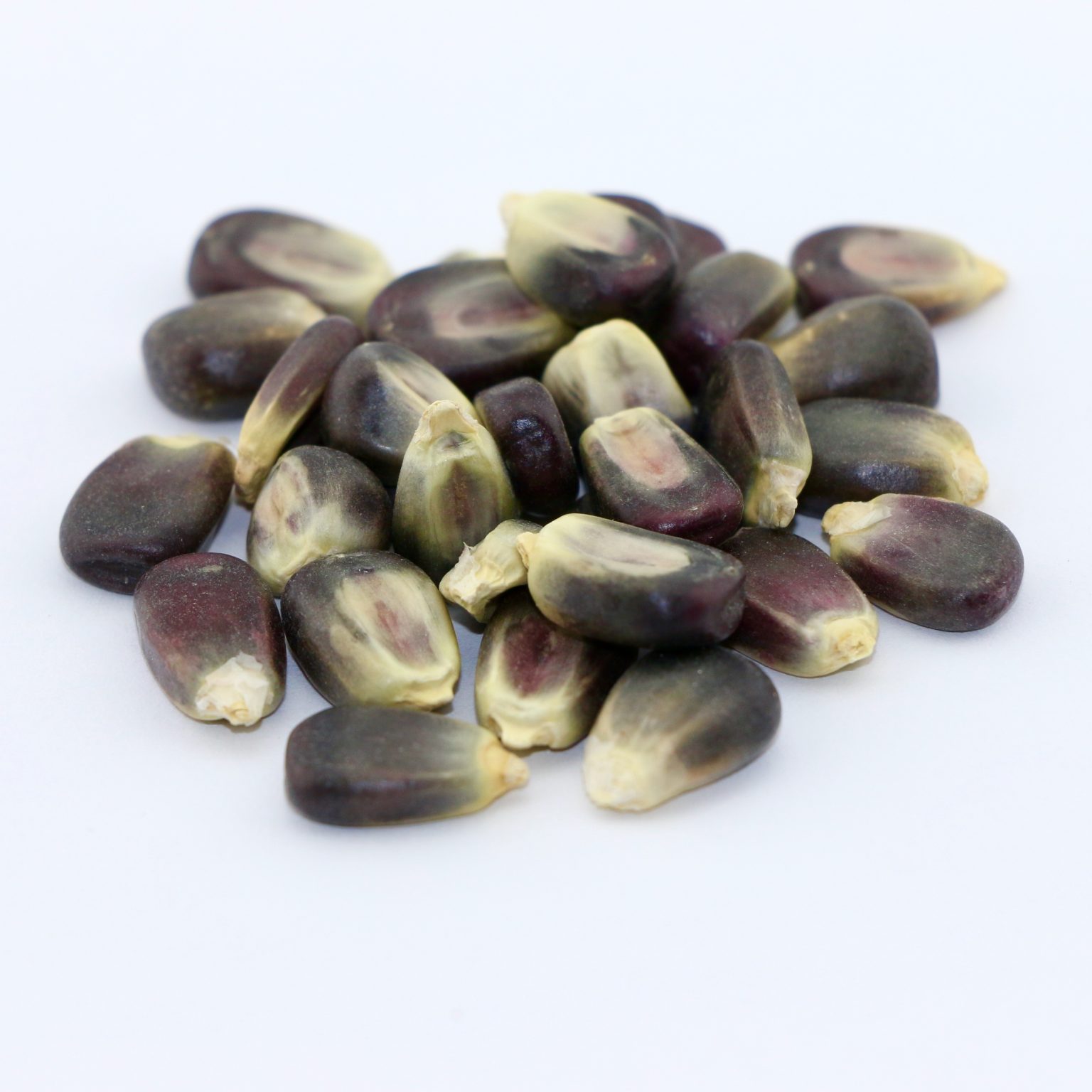 Elbon Rye Grain - 50 lb bag | MBS Seed