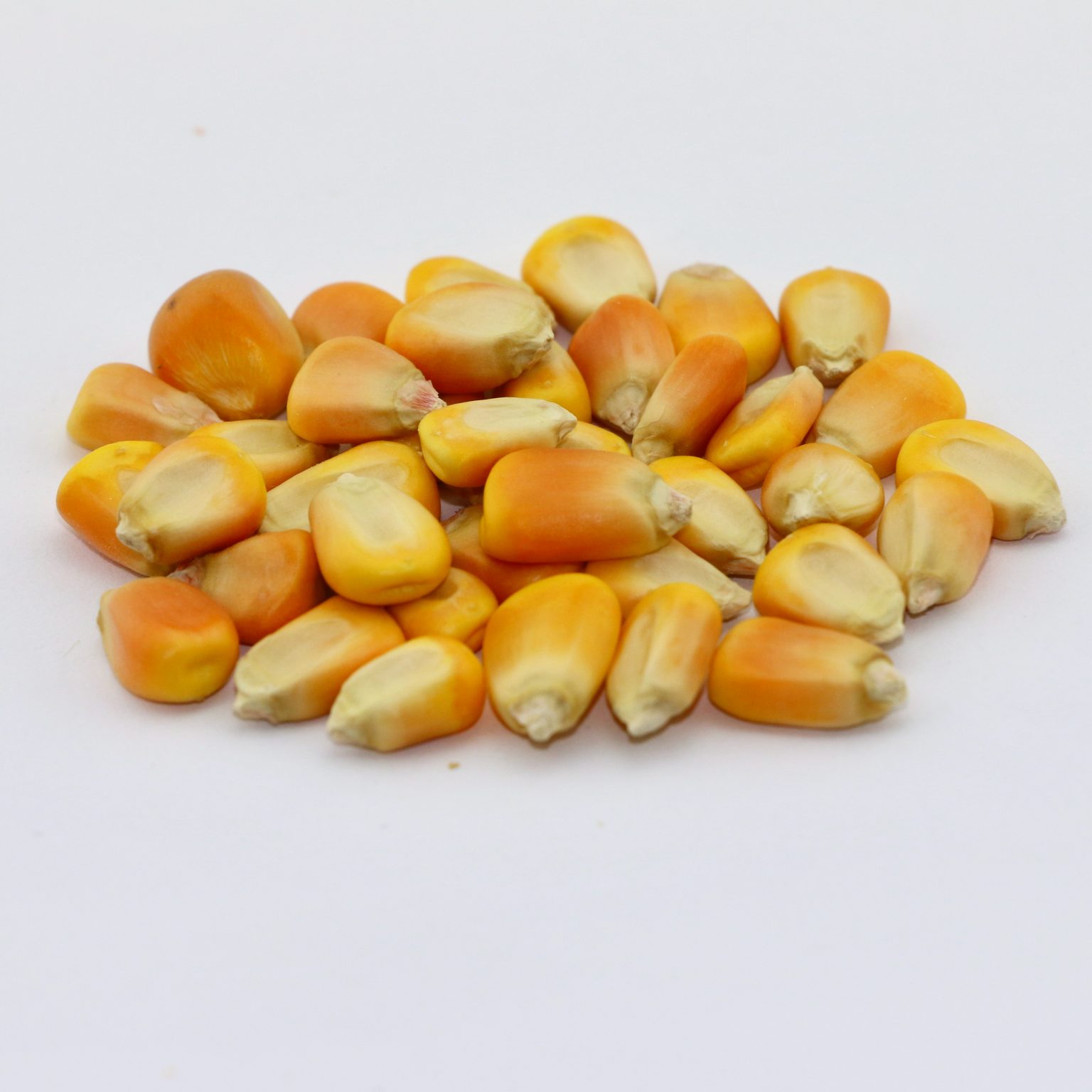 Yellow Dent Corn Grain - 50 lb bag | MBS Seed