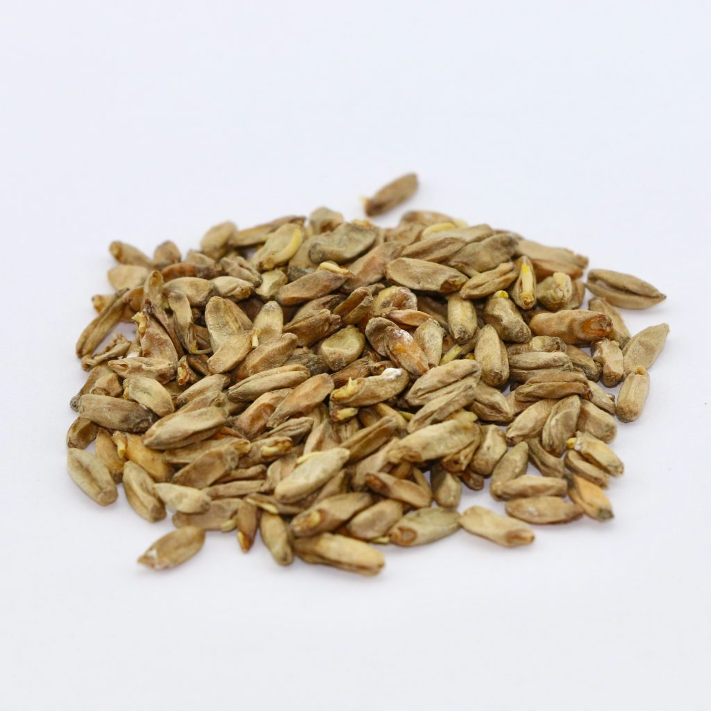 Malted Rye - 50 lb bag | MBS Seed