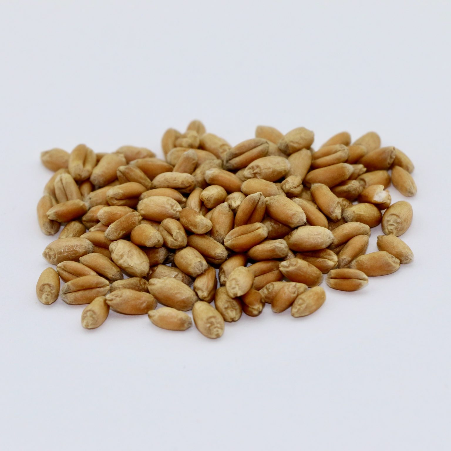 Soft Red Winter Wheat Grain - 50 lb bag | MBS Seed