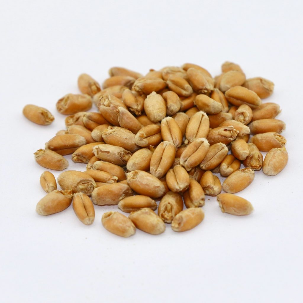 Malted Soft Red Winter Wheat - 50 lb bag | MBS Seed