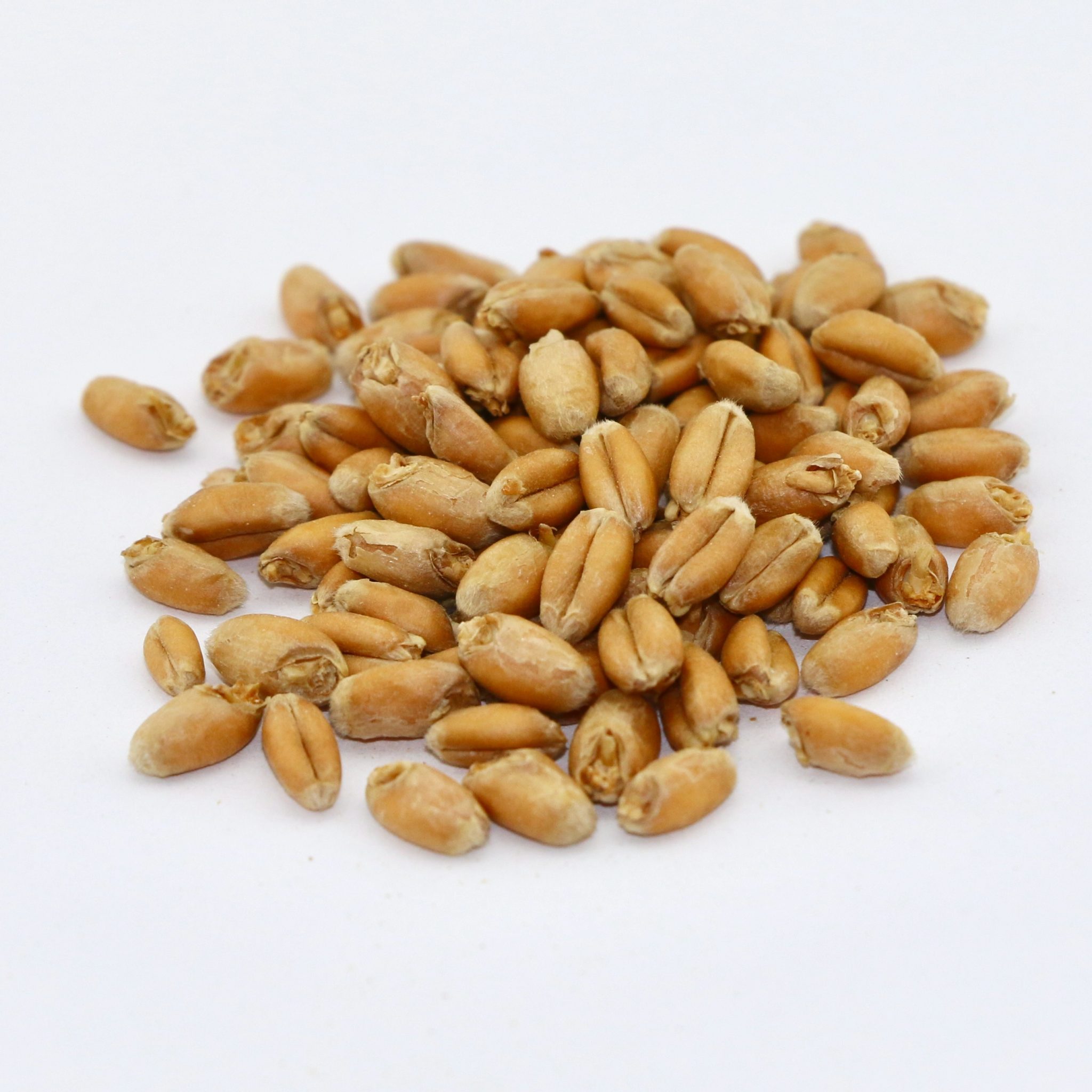 Malted Soft Red Winter Wheat - 50 lb bag | MBS Seed