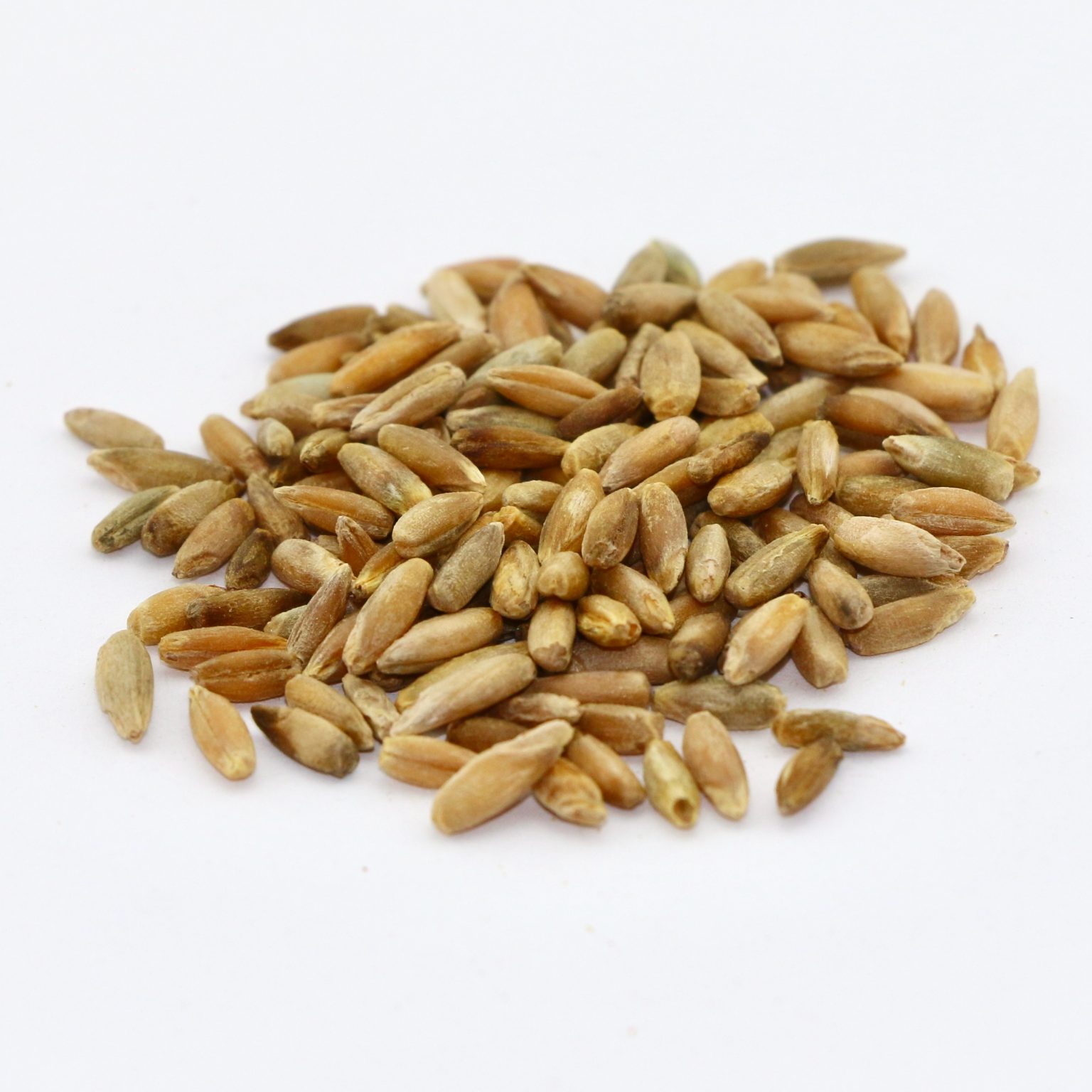 Triticale Grain - 50 lb bag | MBS Seed