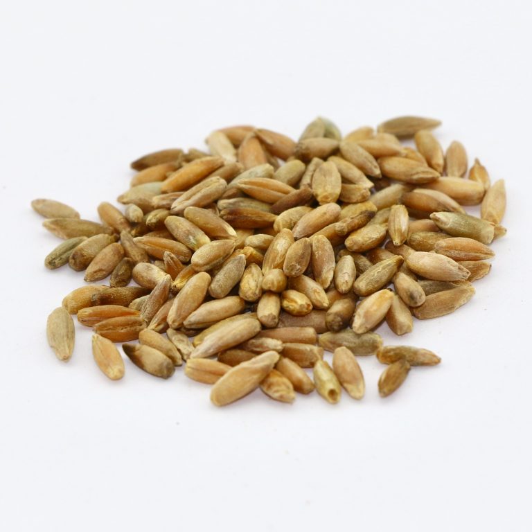 Triticale Grain - 50 lb bag | MBS Seed