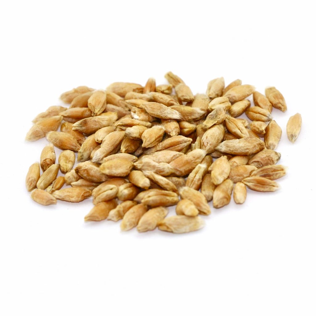 Triticale Grain - 50 lb bag | MBS Seed