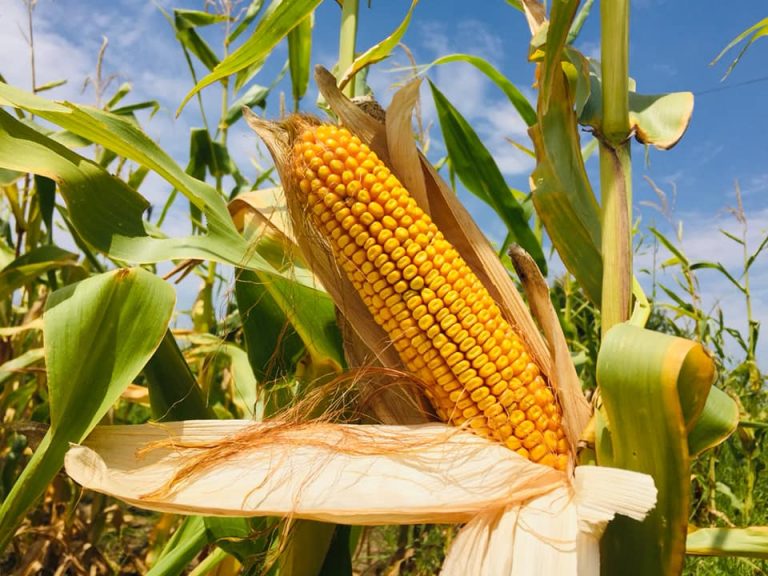 Yellow Dent Corn Grain - 50 lb bag | MBS Seed