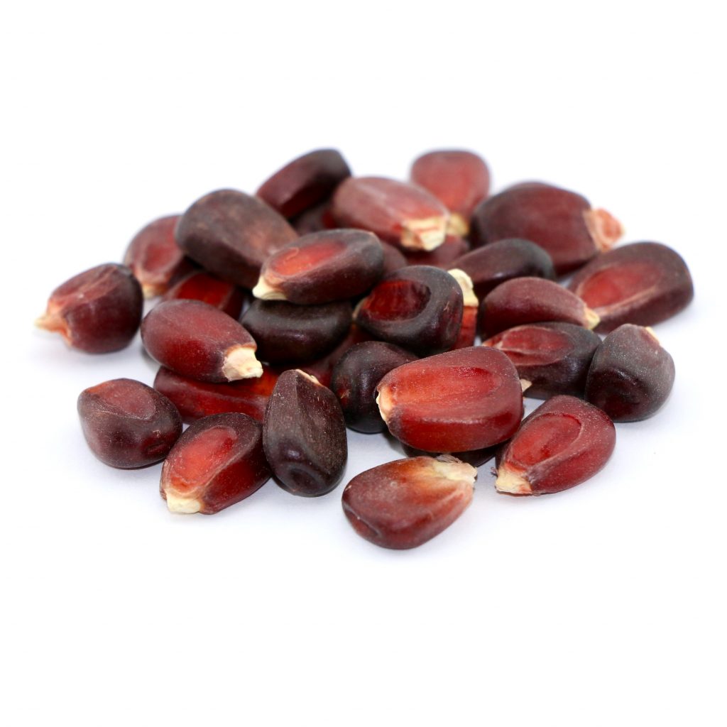 Jimmy Red Corn Seed - 50 lb bag | MBS Seed